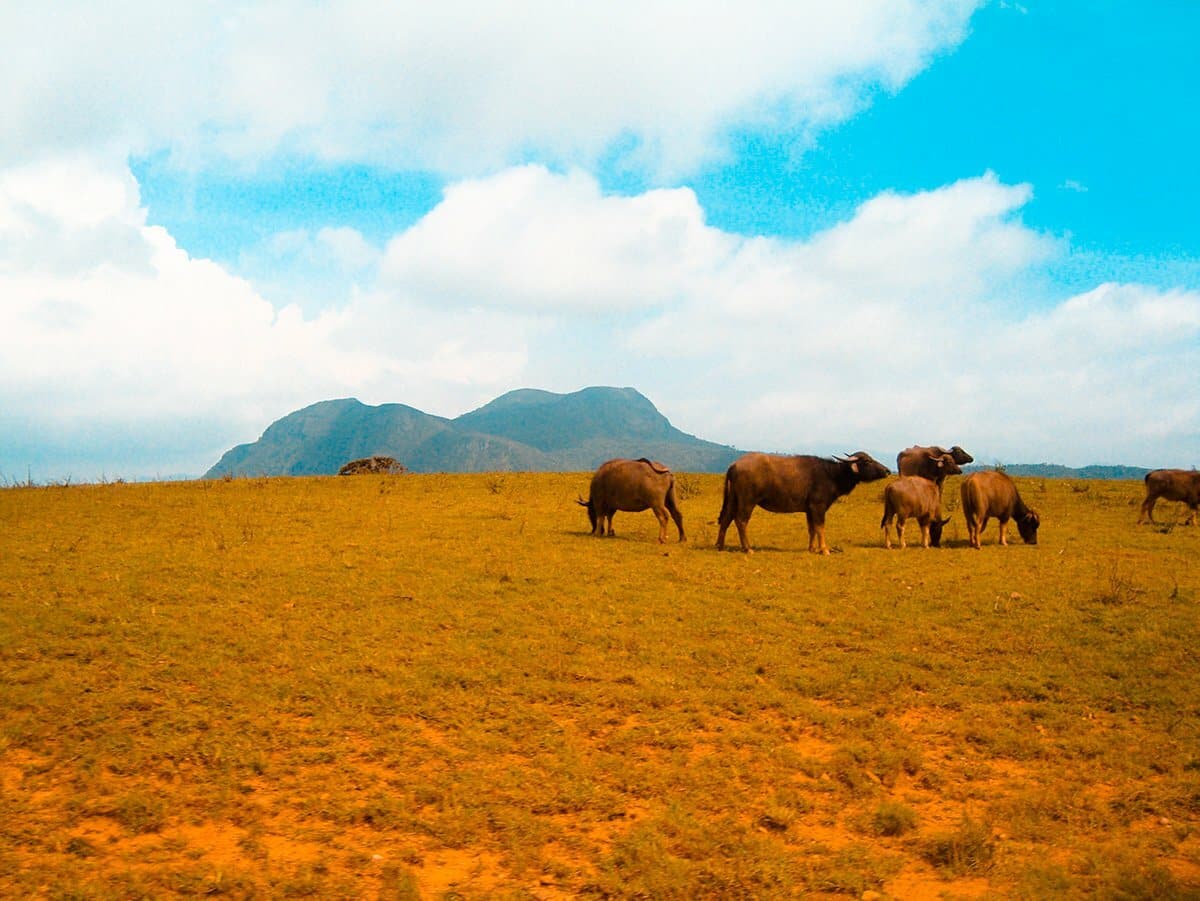 Sandathanna | Moon Plains in Sri Lanka - Travelling Sri Lanka